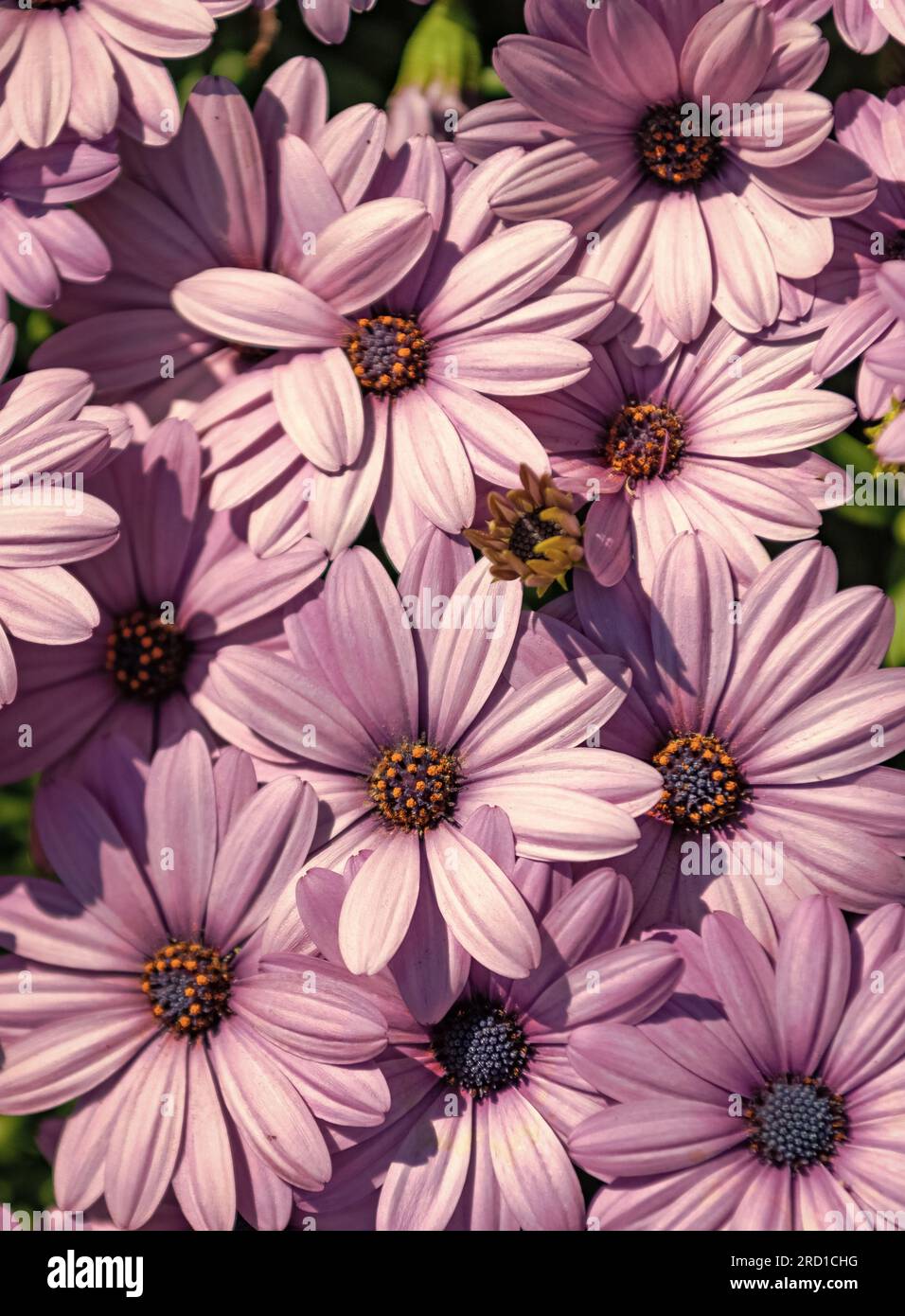 daisy flower background bright color. photo of daisy flower background ...