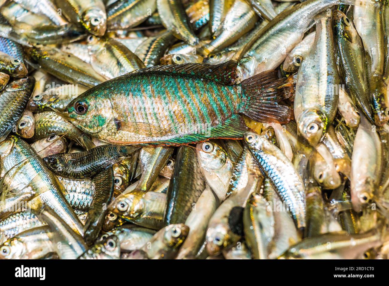 Indigenous animal hi-res stock photography and images - Alamy