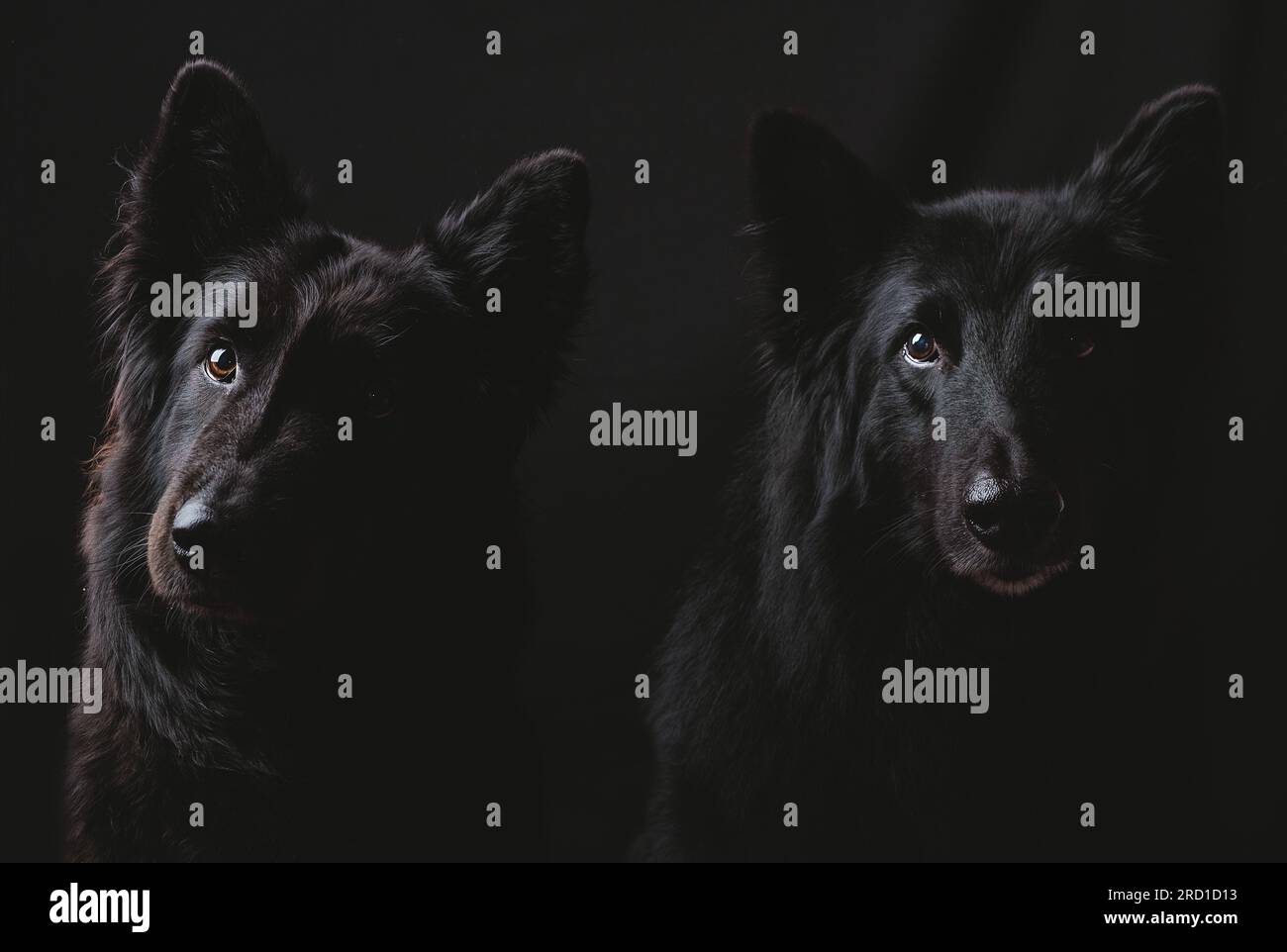 Lovely dogs portrait in a black background. Dogs close up. Dark ...