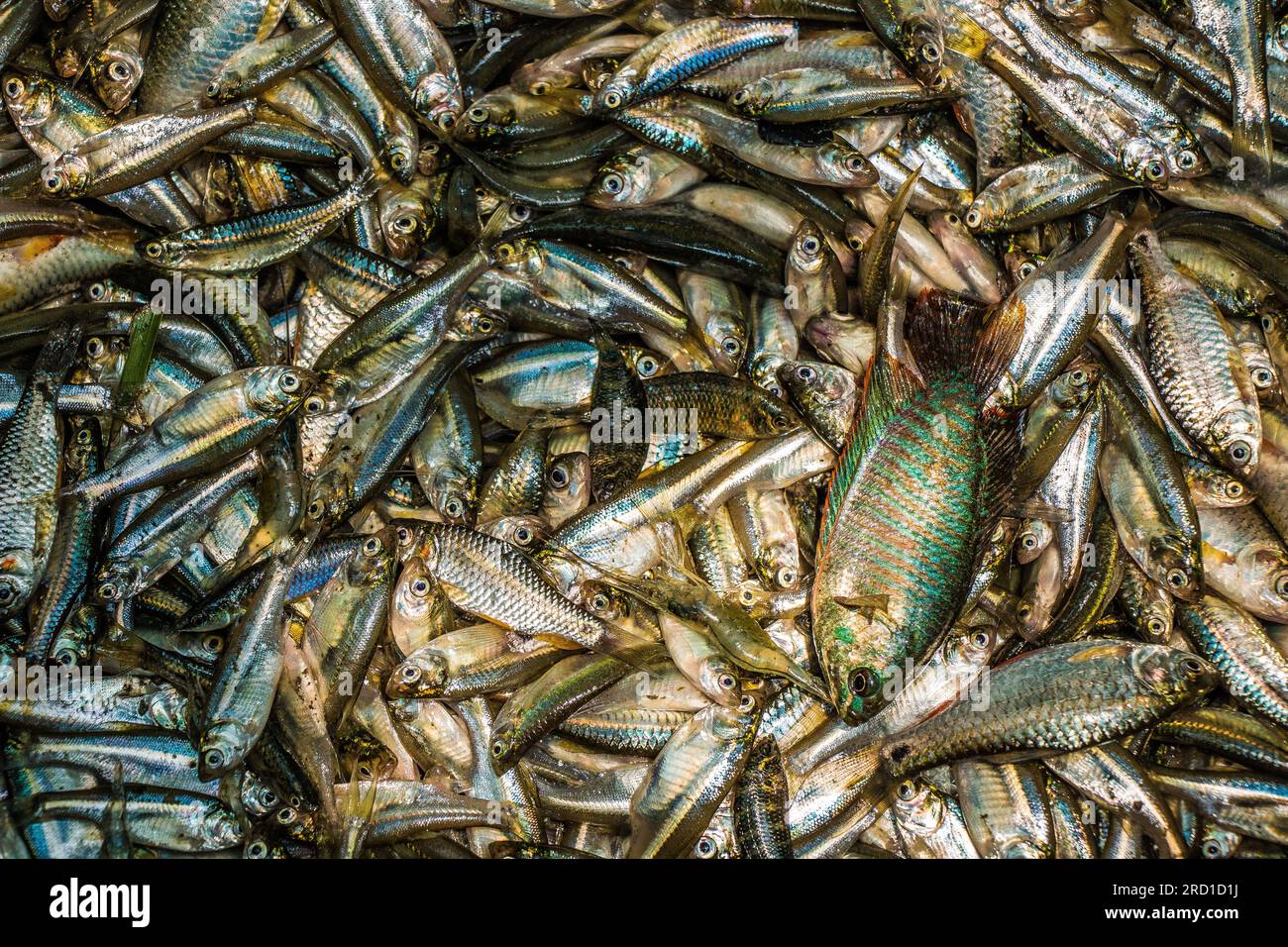 A collection of Bangladeshi small indigenous fish Stock Photo - Alamy