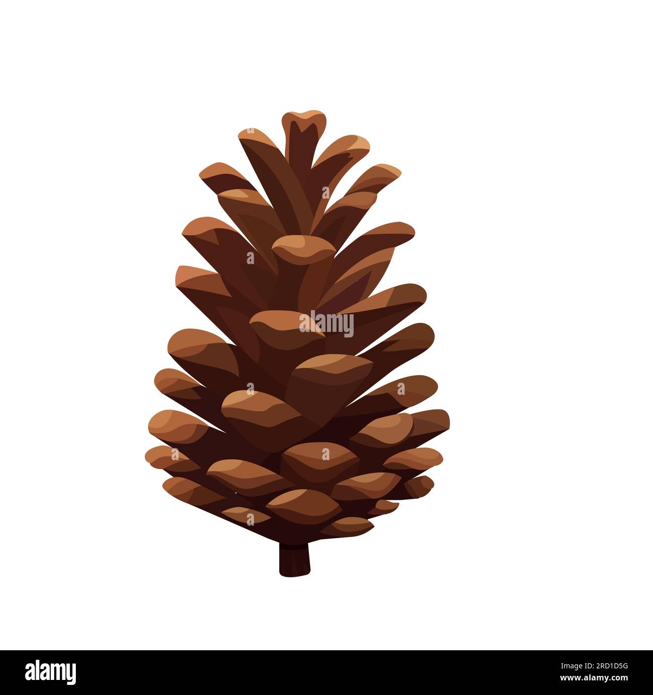 Open fir cone. Vector illustration on white background Stock Vector ...