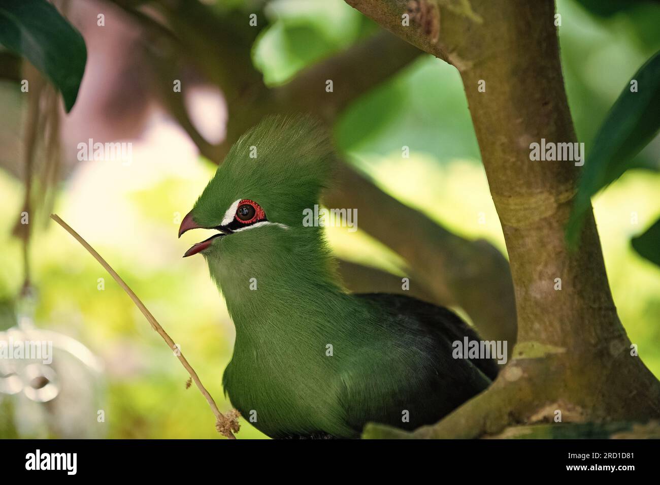 tropical exotic tauraco bird with green feather. exotic tauraco bird ...