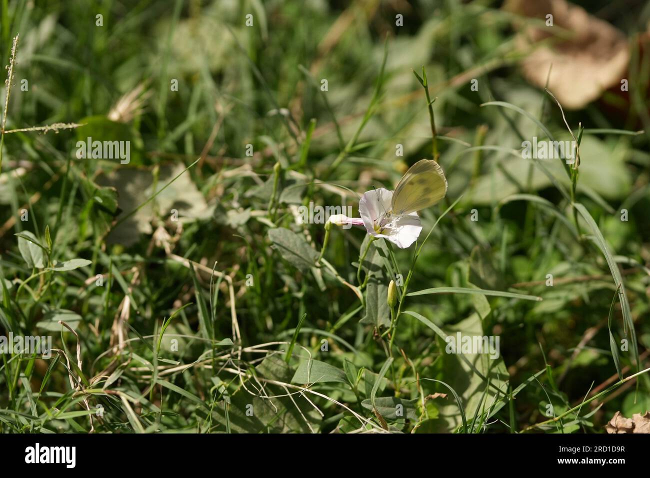 A butterfly nestled in white flowers amidst the green leaves Stock ...