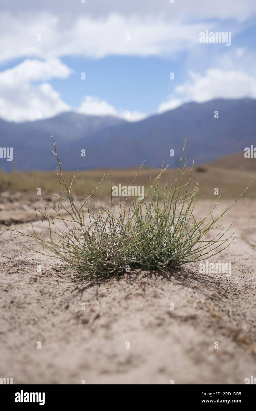 Shrublandscapes hi-res stock photography and images - Alamy