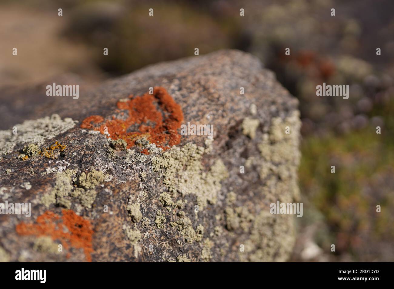 Orange colour against the barren rock Stock Photo - Alamy