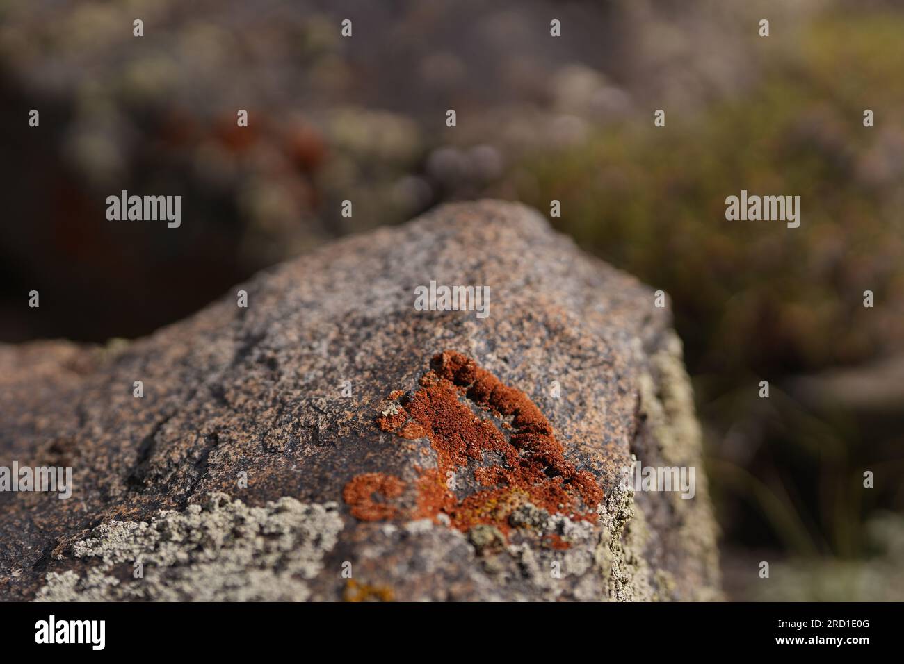 Orange colour against the barren rock Stock Photo - Alamy