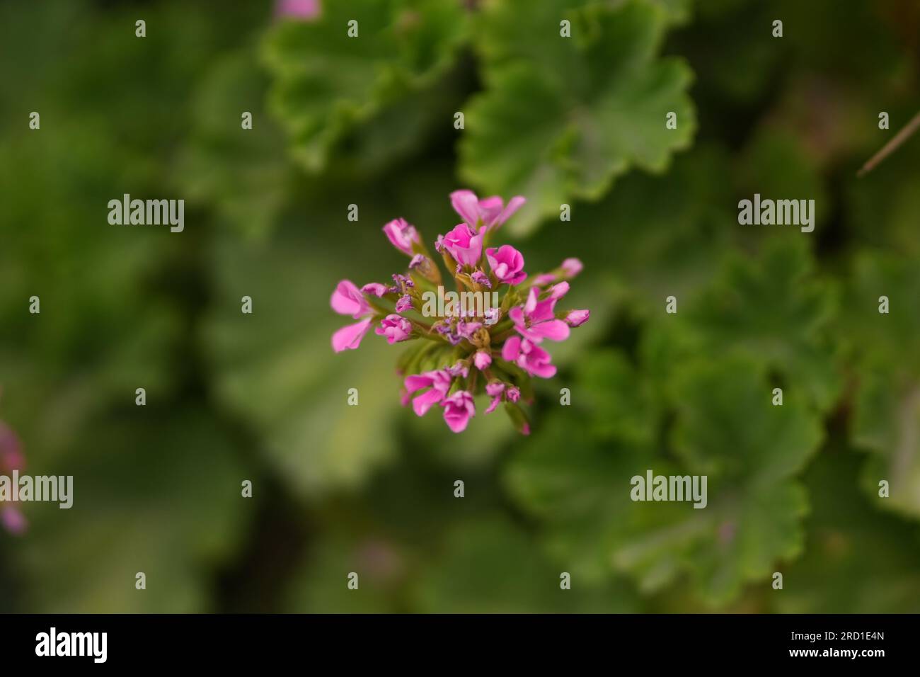 Pink flowers and green vines Stock Photo - Alamy