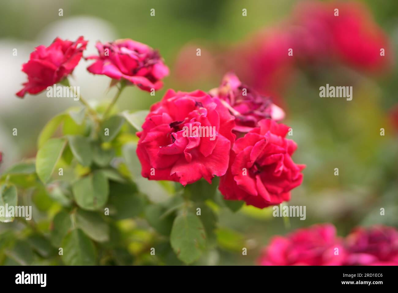 Redroses hi-res stock photography and images - Alamy