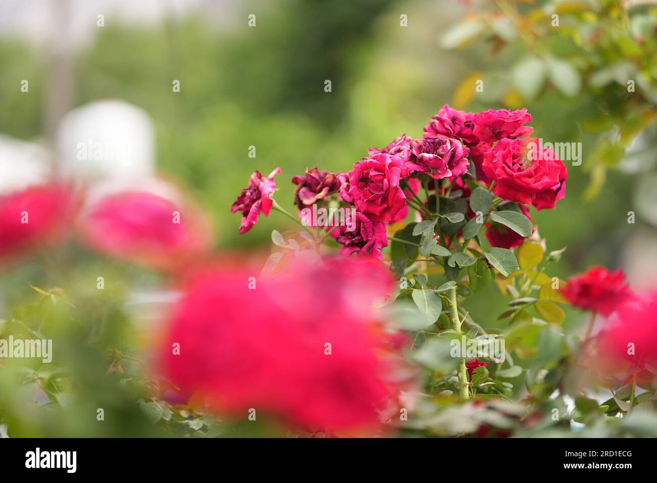 Red roses in full bloom Stock Photo - Alamy