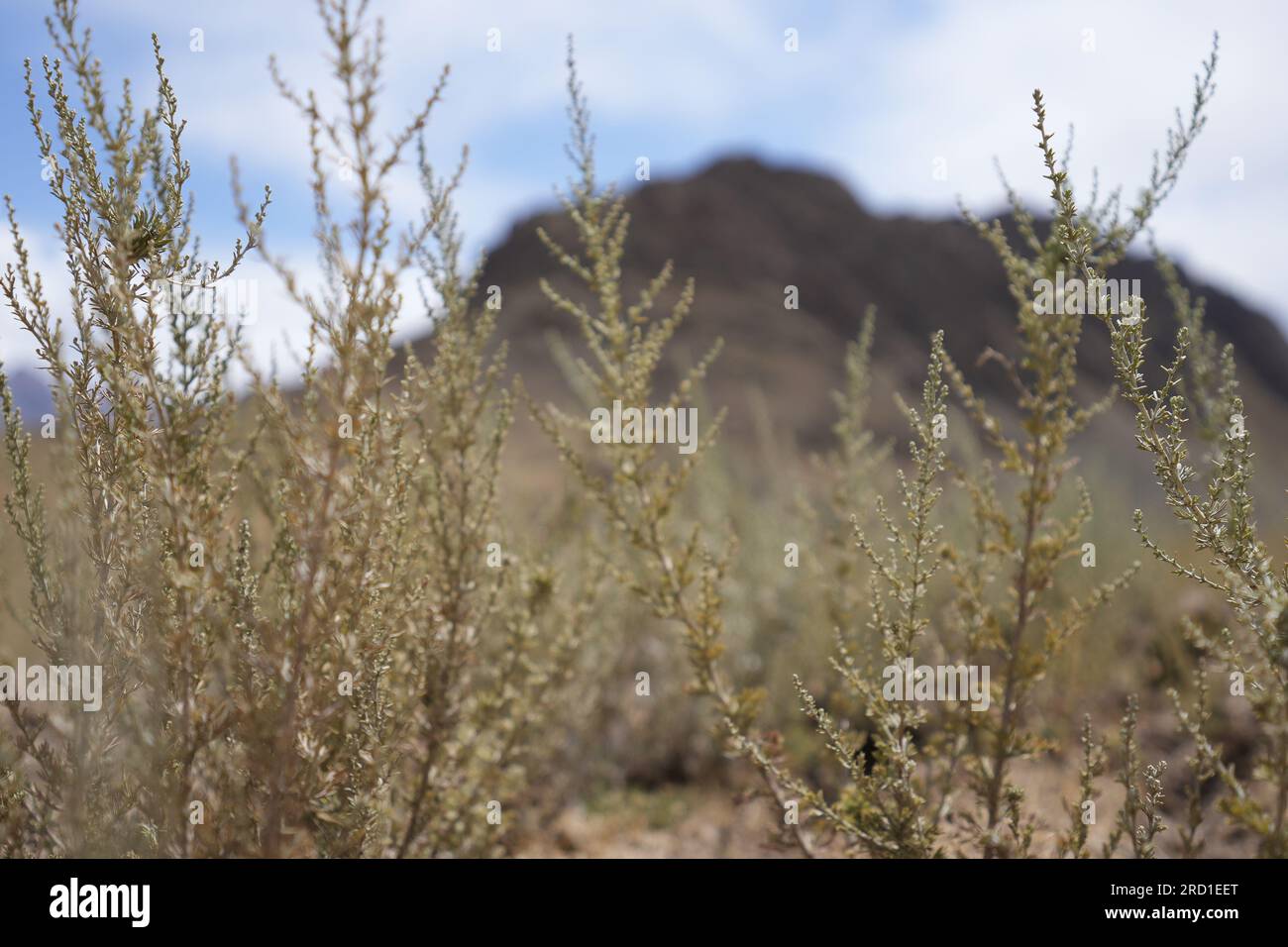 Wild Shrubs infront of the Barren Mountains and Clear Blue Skies Stock ...