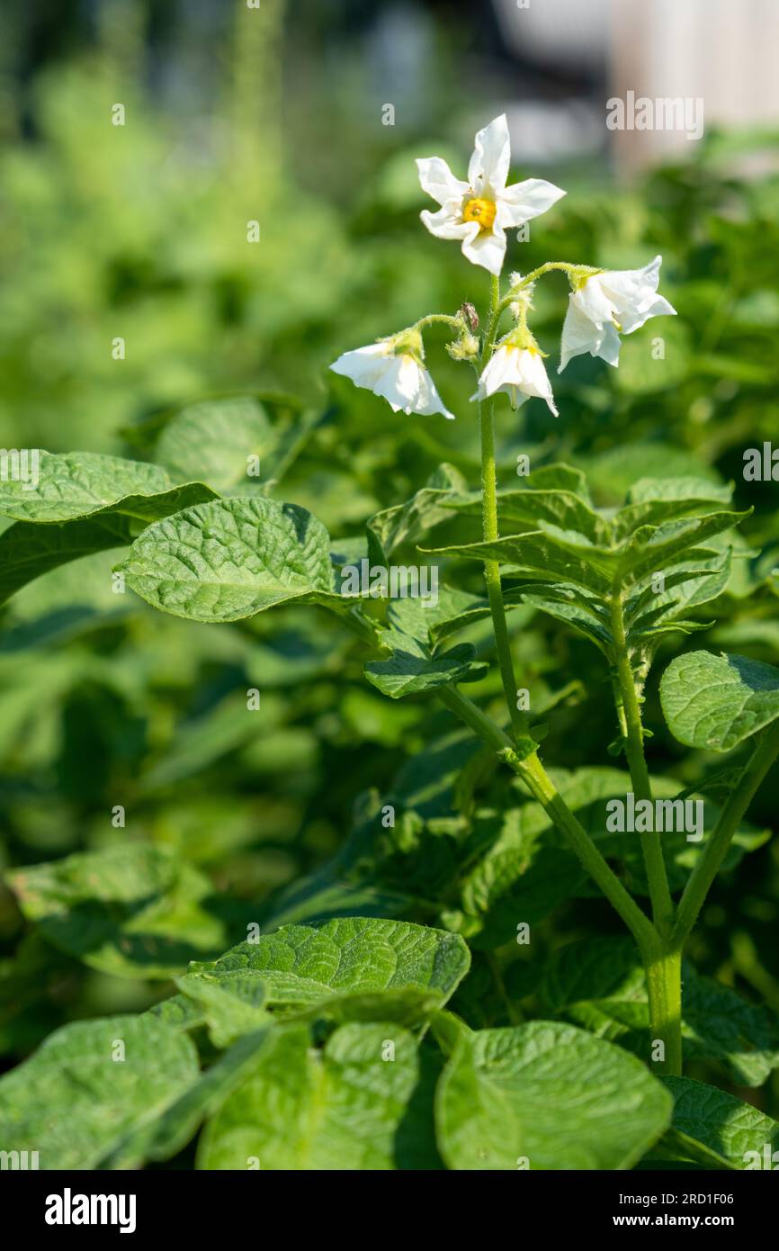 Flowering potato. Potato flowers blossom in sunlight grow in plant ...