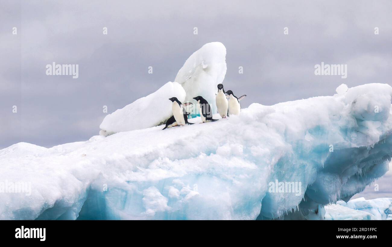 Penguins top view hi-res stock photography and images - Alamy
