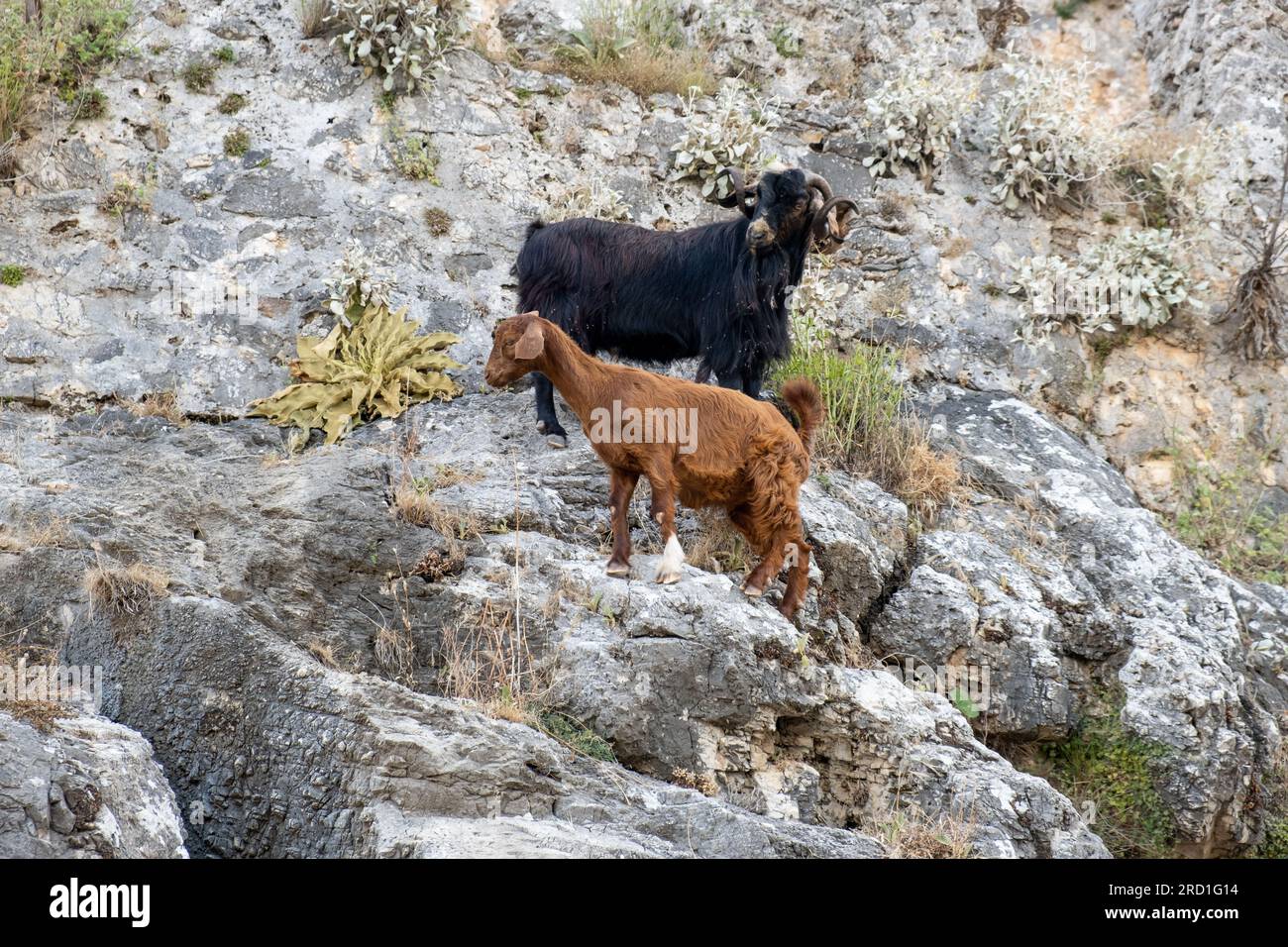 Goats On Cliffs