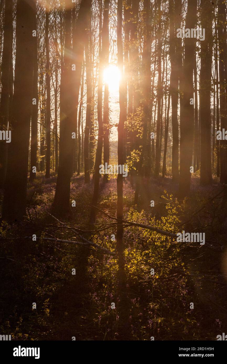 The rising sun illumingating a flowerbed of bluebells in the Hallerbos ...
