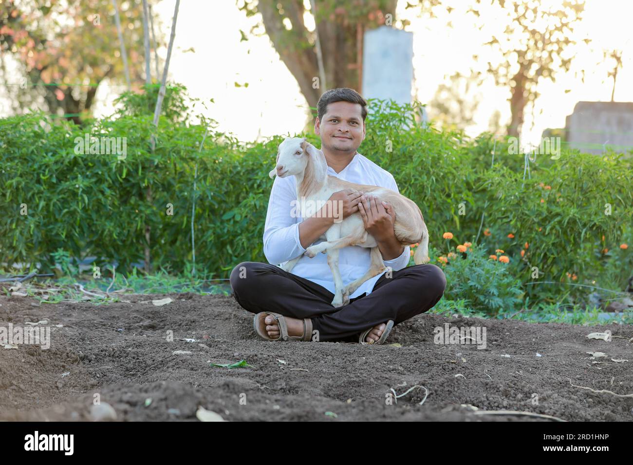 Happy Indian farmer, holding indian Goat Stock Photo - Alamy