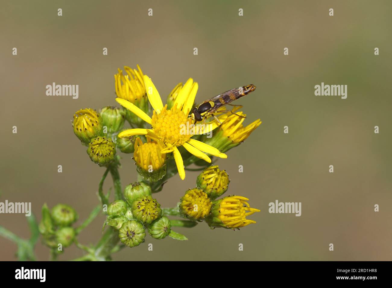 Male Long hoverfly (Sphaerophoria scripta), family Syrphidae on the ...