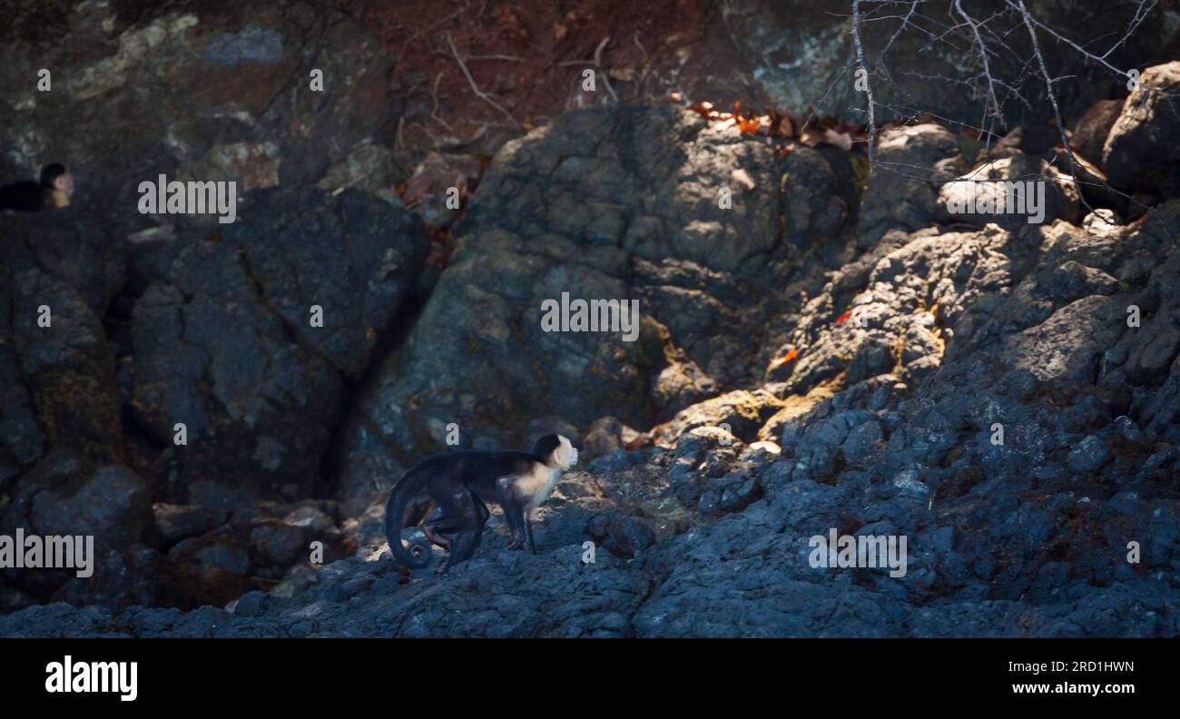 White-faced Capuchin, Cebus imitator, on a rock close to the coast at ...
