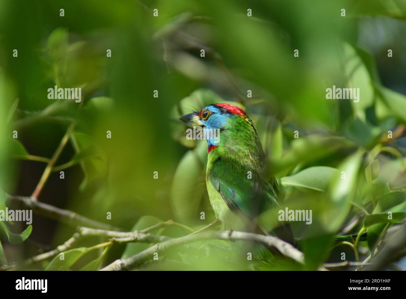 Blue throated barbet perched on branch of tree. Adorable bird hidden ...