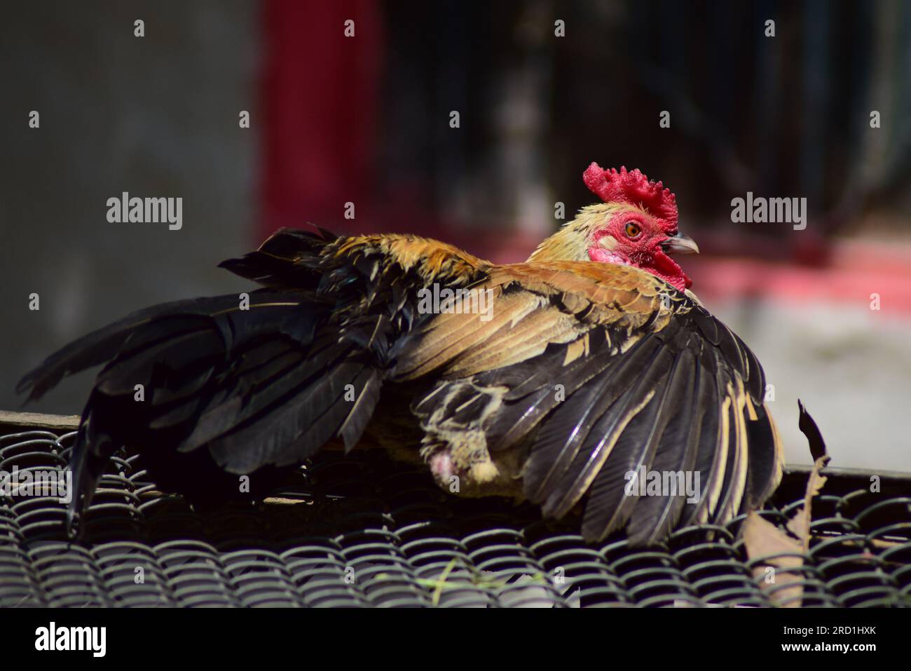 Rooster sunbathing in winter season. Beautiful bantam chicken spreading ...