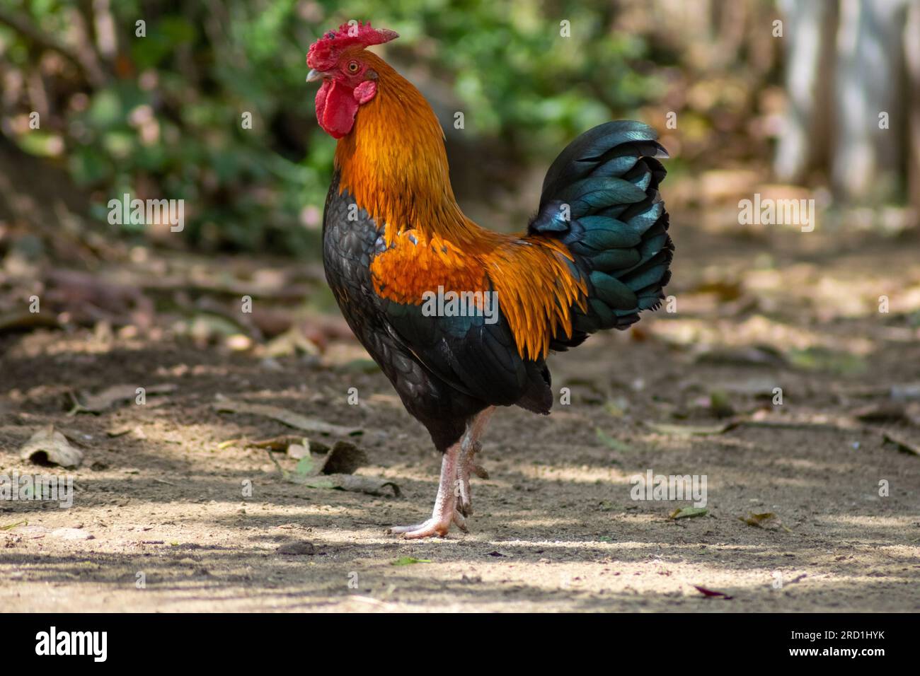 Bantam rooster standing in a farm. Small chicken breed. Domestic birds ...