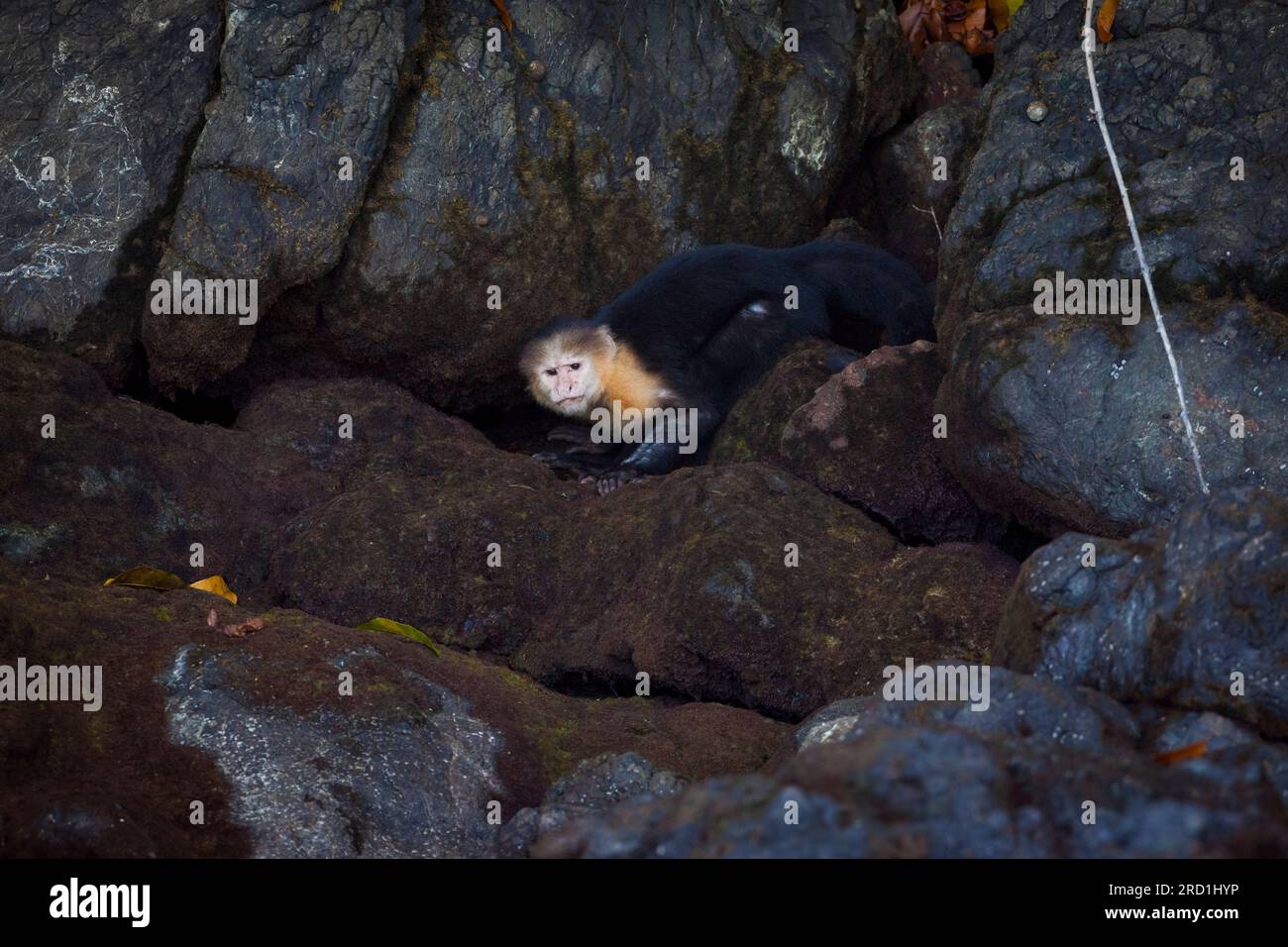 White-faced Capuchin, Cebus imitator, on a rock close to the coast at ...