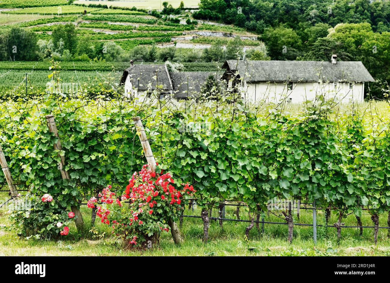 Plantation of grapevines in summertime , green leaves and unripe fruit ...