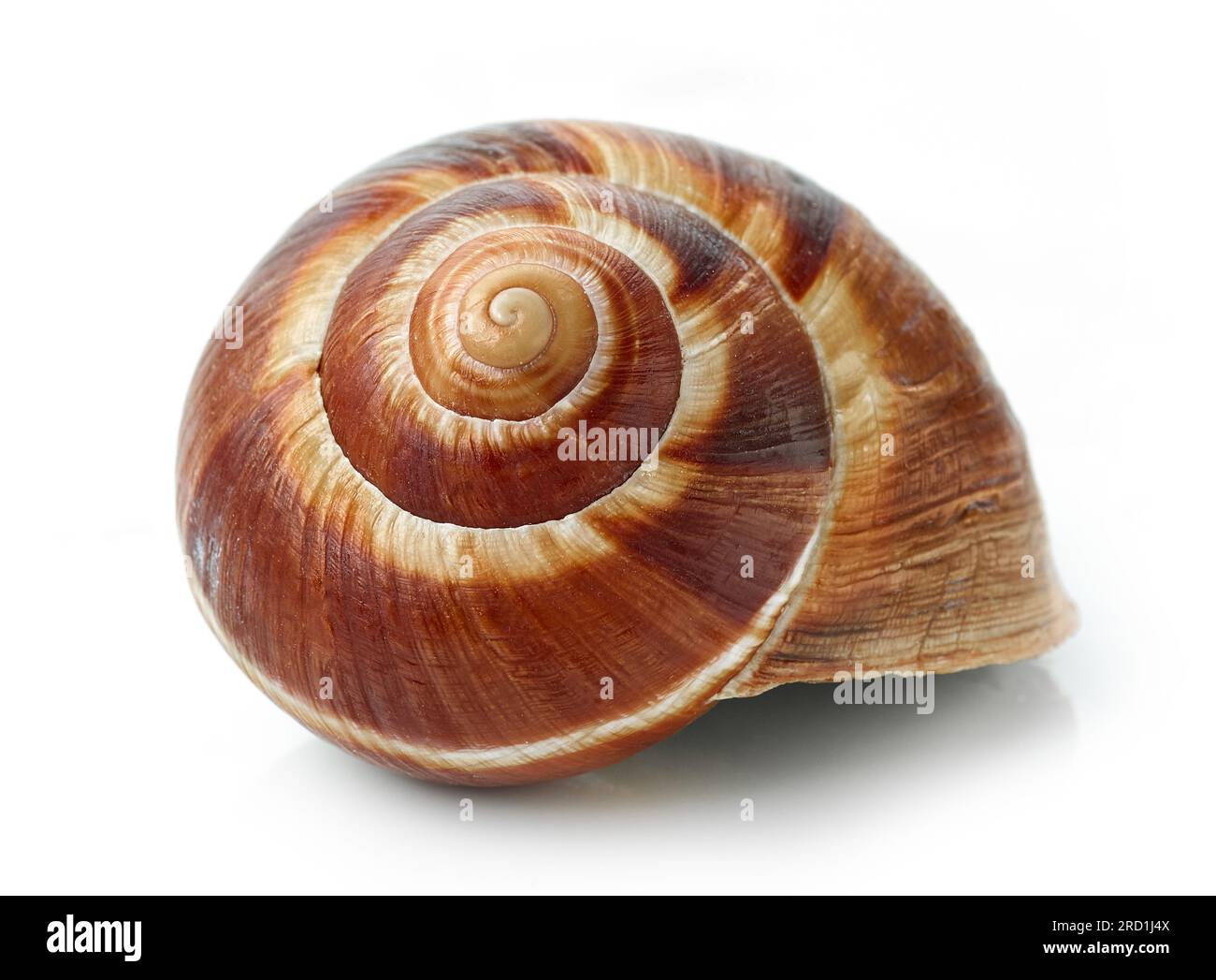 escargot snail isolated on white background Stock Photo - Alamy