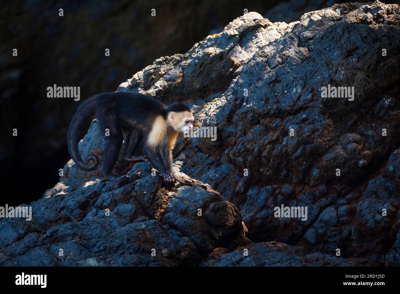 White-faced Capuchin, Cebus imitator, on a rock close to the coast at ...