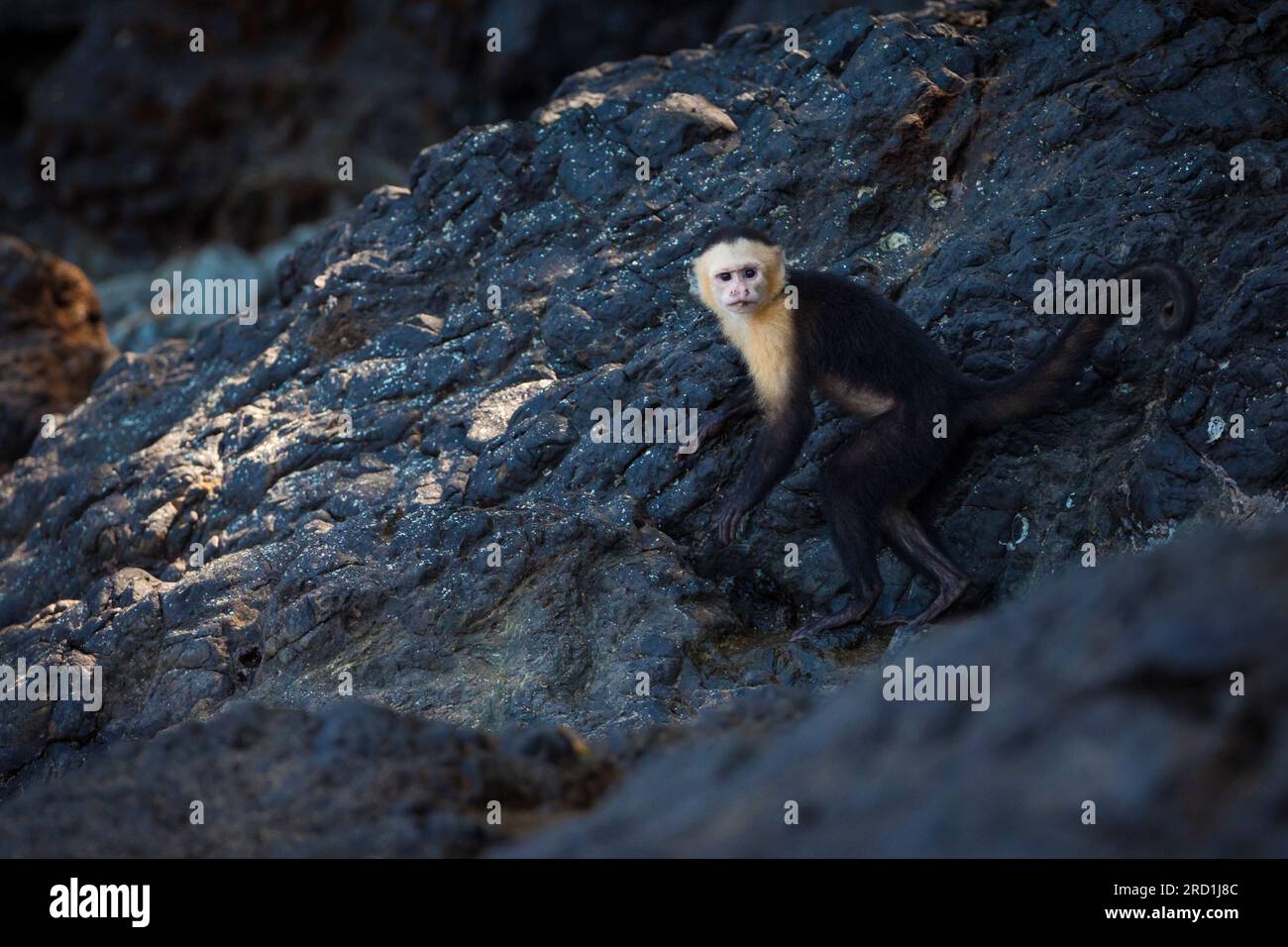 White-faced Capuchin, Cebus imitator, on a rock close to the coast at ...