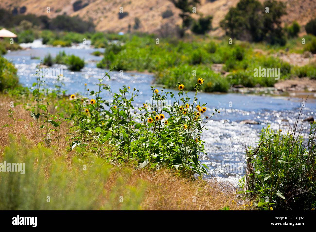 Hesperia, California, USA. 8th July, 2023. The Mojave River is a notable river located in the ...