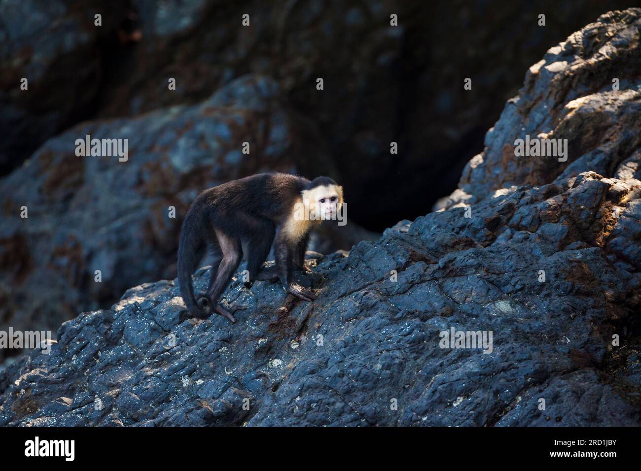 White-faced Capuchin, Cebus imitator, on a rock close to the coast at ...
