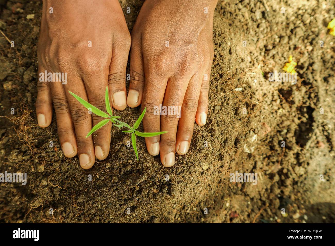 Hands of a farmer planting a young plant in the soil Stock Photo - Alamy