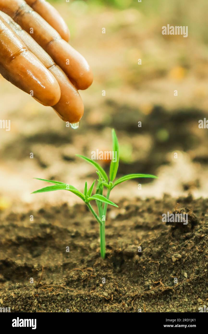 Plant seedling growing from seed with human hand, Ecology concept Stock ...