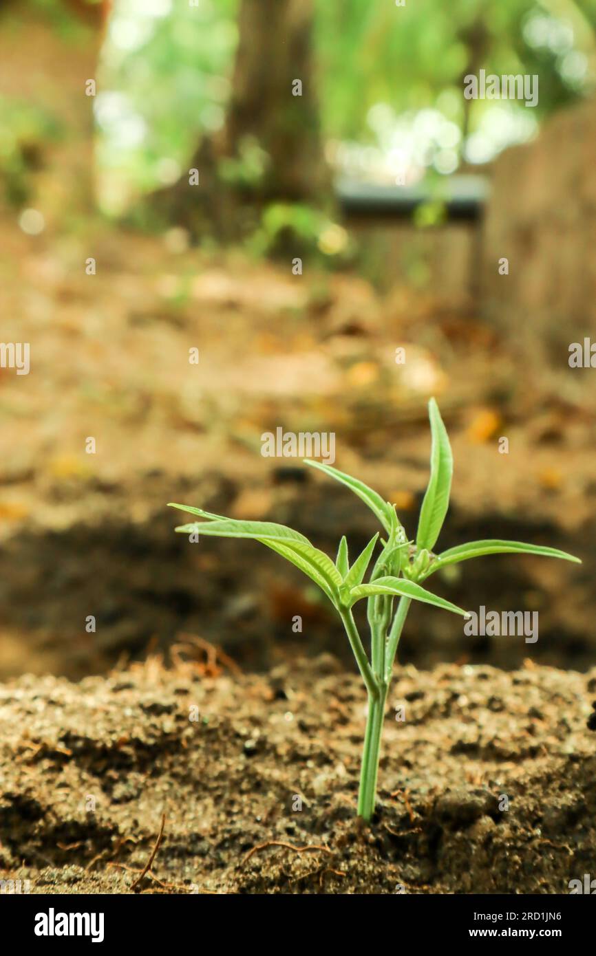 Green seedling growing from soil on nature background. Ecology concept ...
