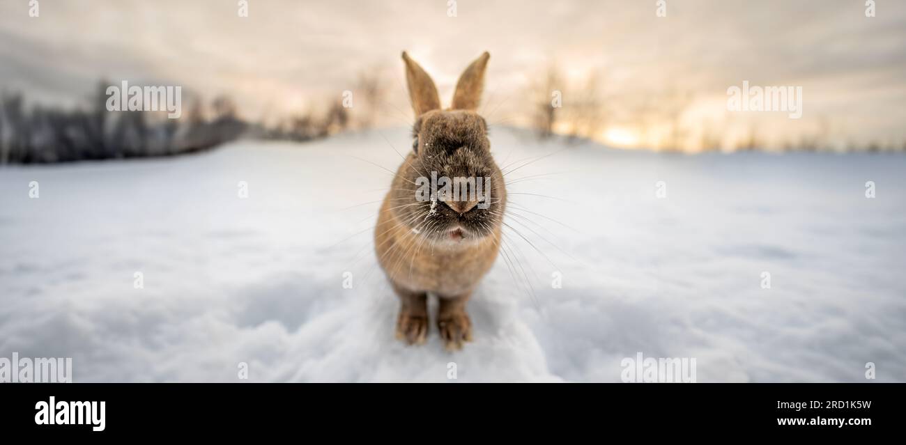 Dark brown typical Icelandic rabbit head-on with the ground completely ...