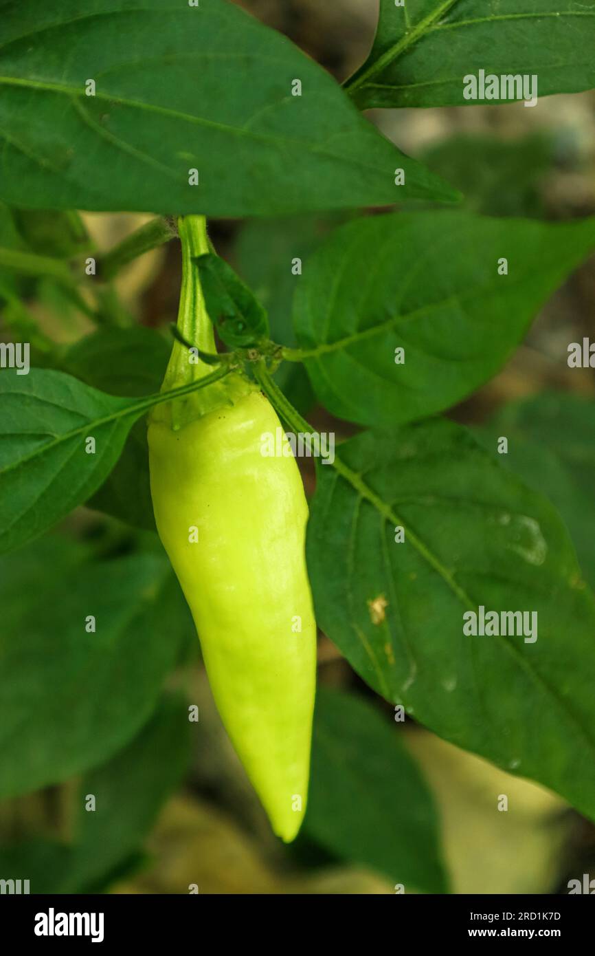 Reportage archival hi-res stock photography and images - Alamy