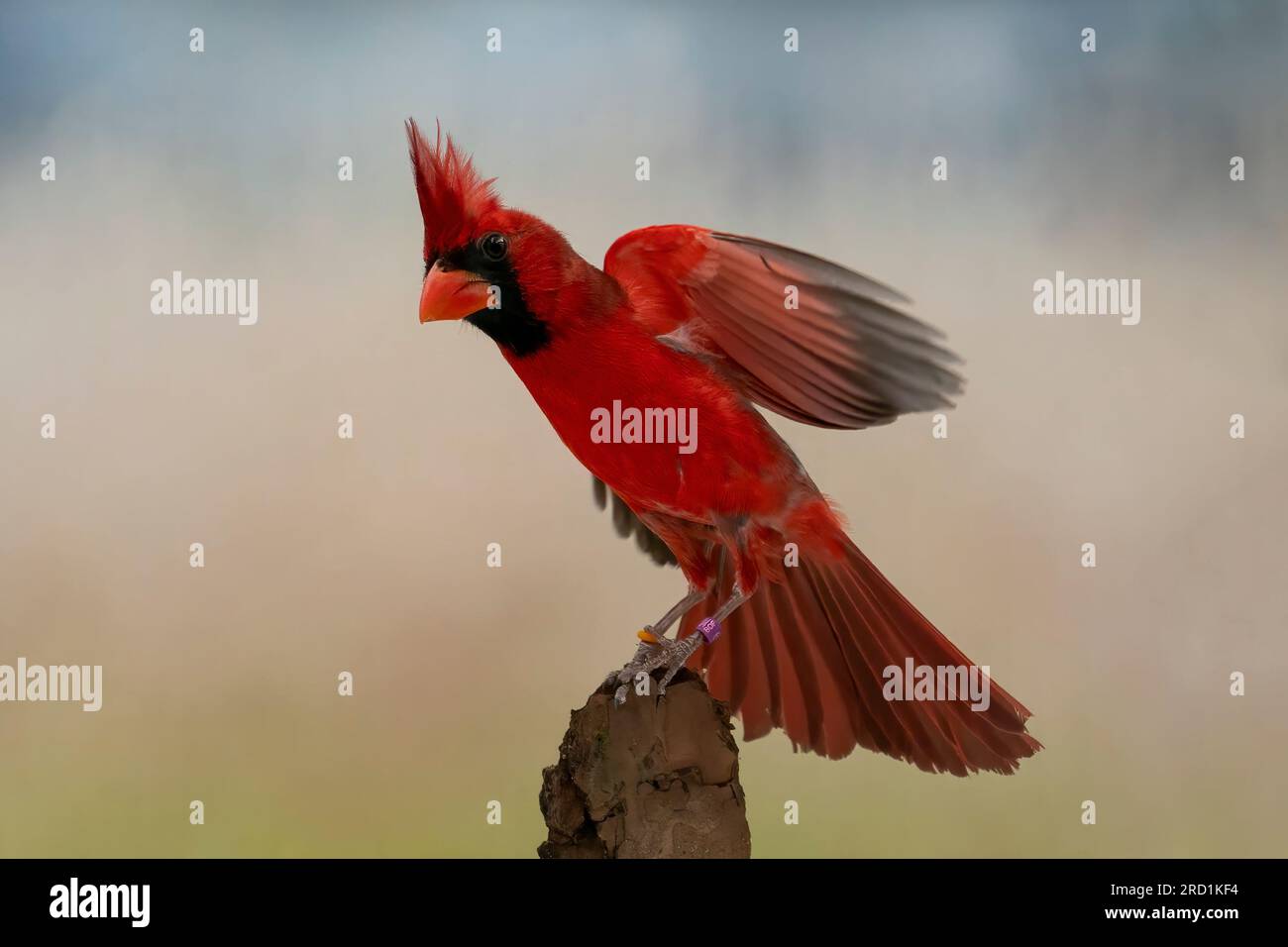 northern cardinal (Cardinalis cardinalis) photo's taken in my selfmade ...