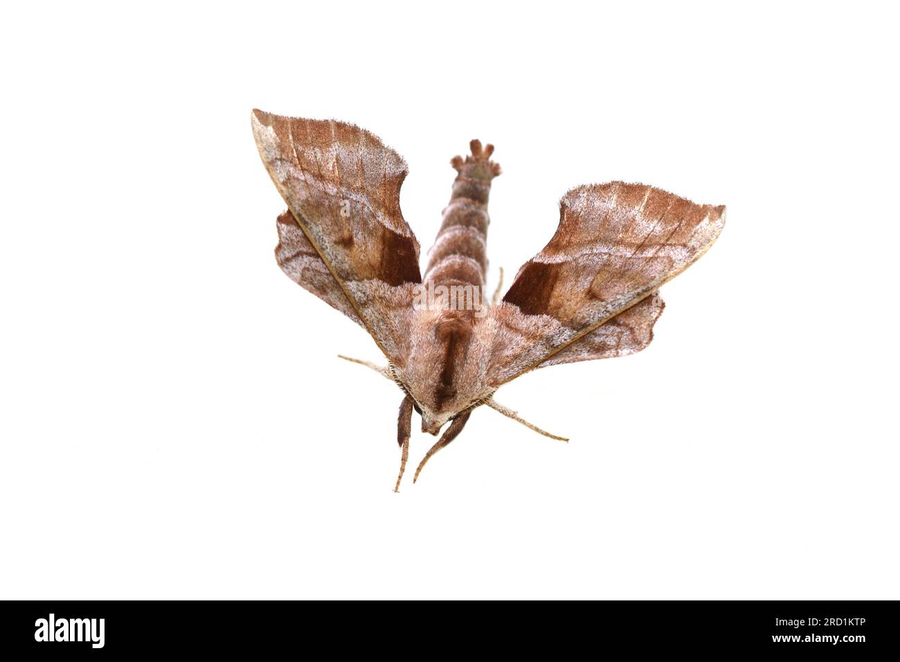 The walnut sphinx Amorpha juglandis moth on white background Stock ...