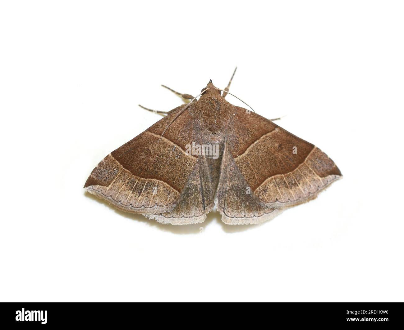 Parallelia bistriaris the maple looper moth on white Stock Photo - Alamy