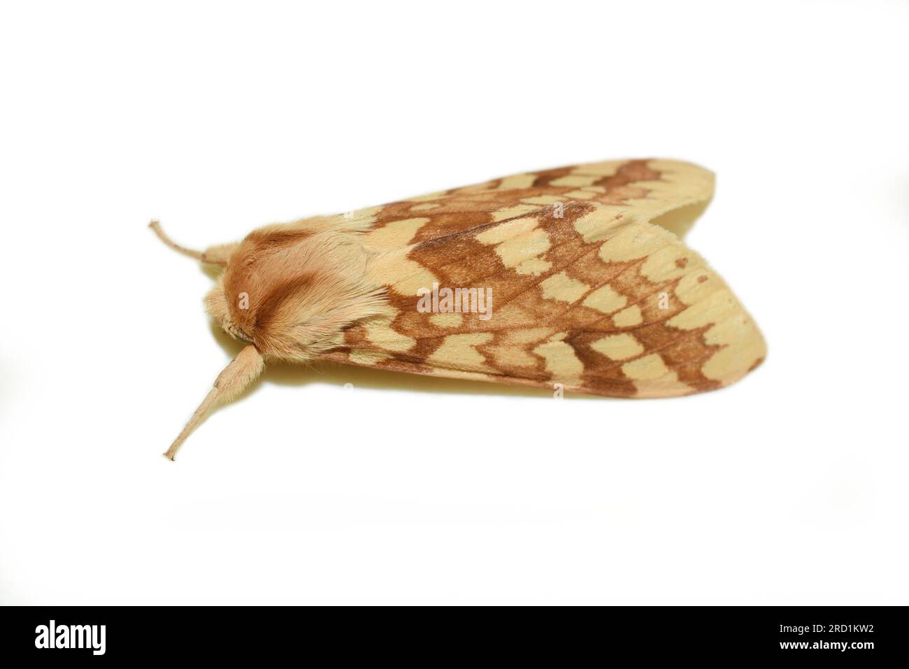 Lophocampa maculata, the Yellow-spotted tussock moth on white ...