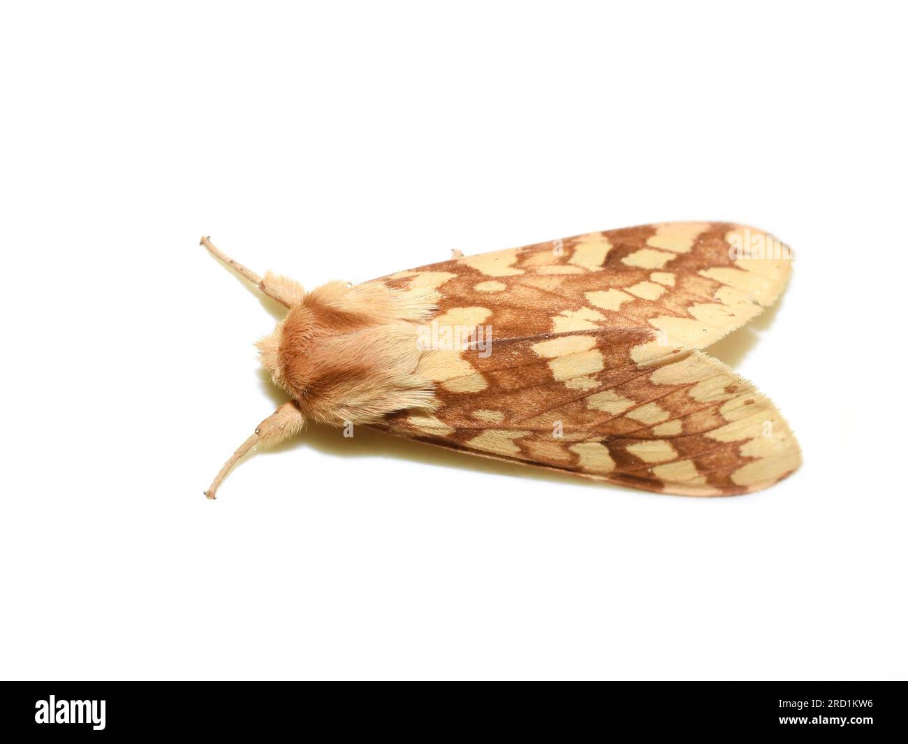 Lophocampa maculata, the Yellow-spotted tussock moth on white ...