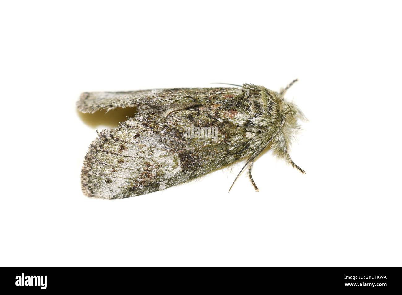 Cecrita guttivitta, the saddled prominent moth on white background ...