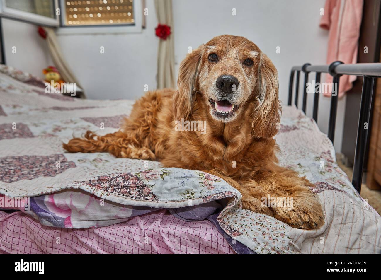 Cozy Canine Retreat, English Cocker Spaniel on the Bed Stock Photo - Alamy