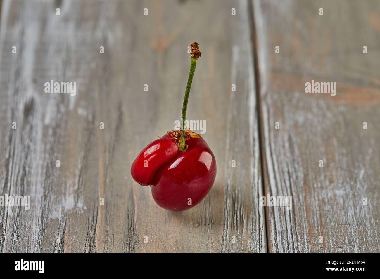 Nature's Oddity: ugly, irregularly shaped cherry stands out against a ...