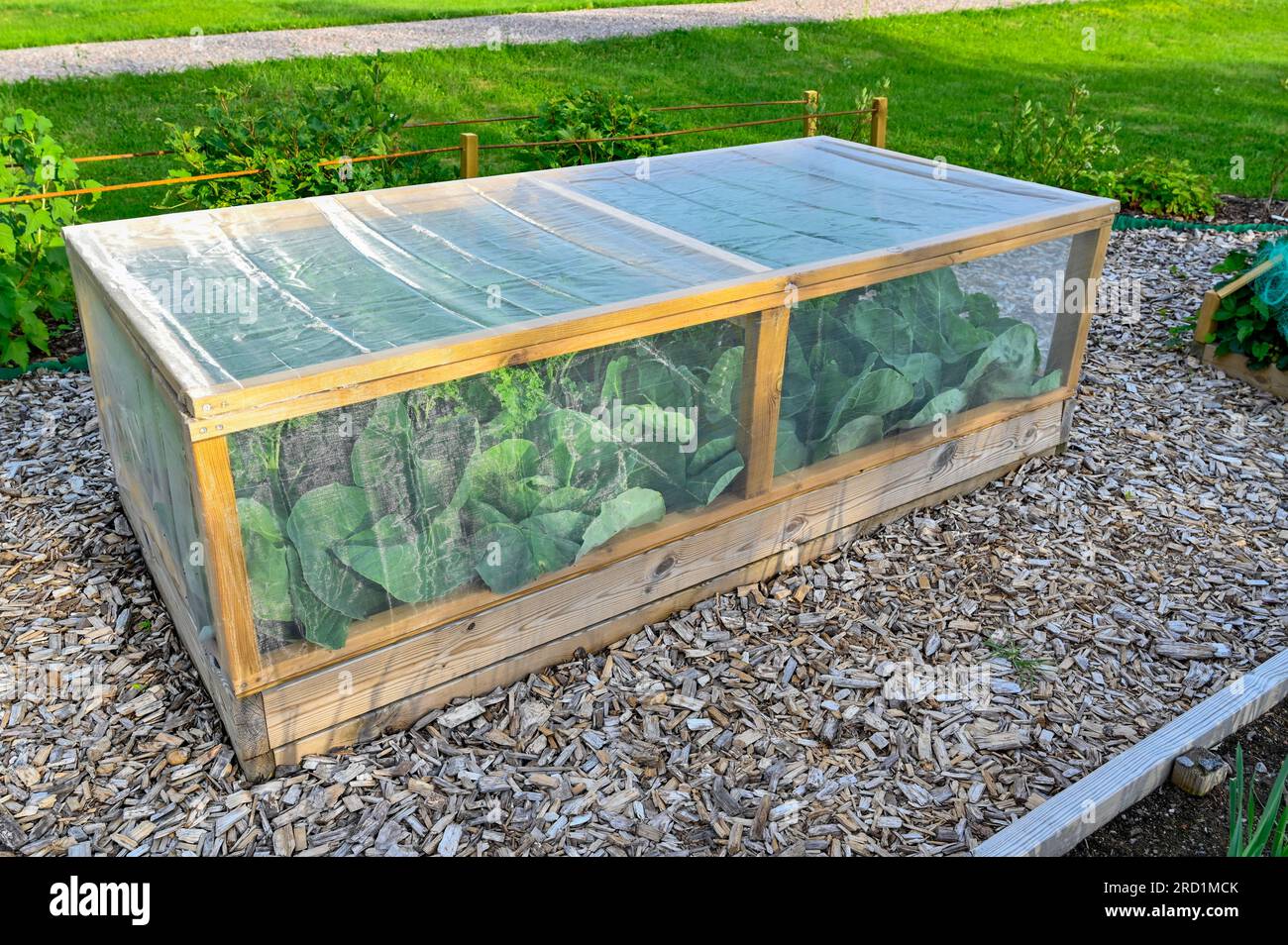 Lace bowl cabbage and kale inside cabbage net Stock Photo - Alamy