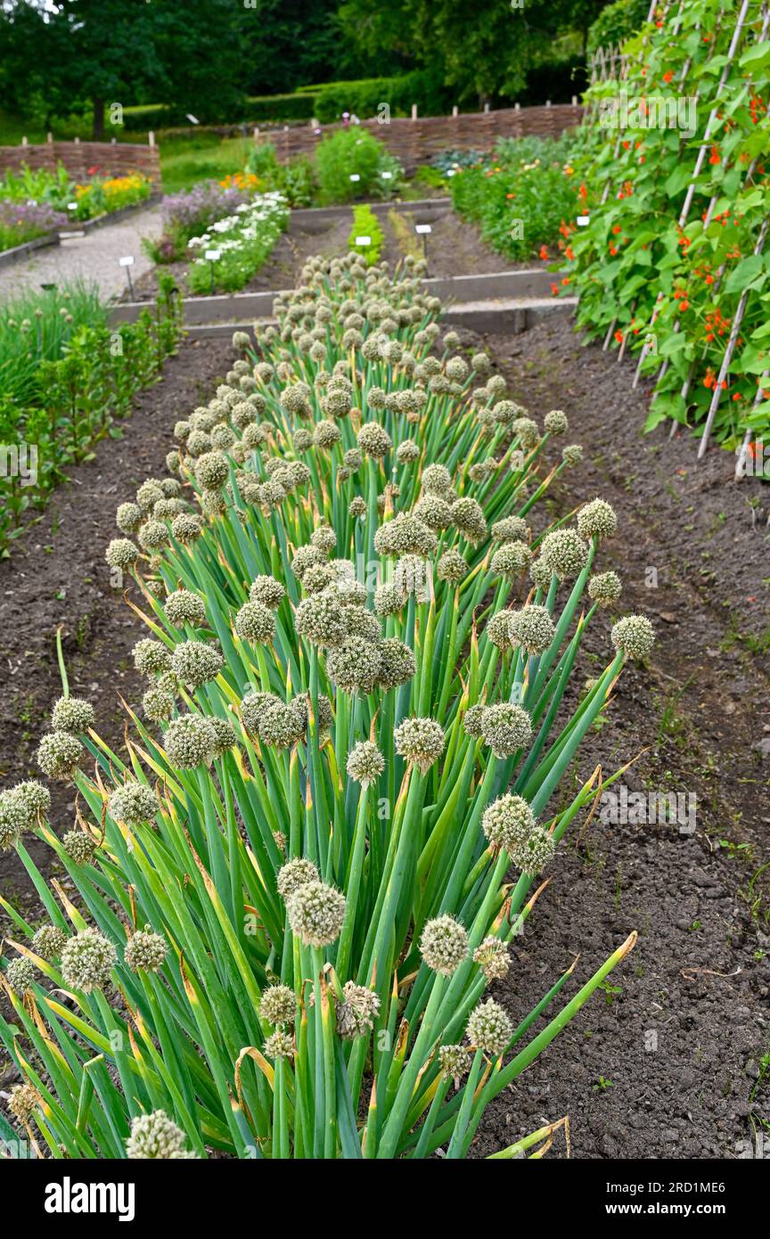 Allium Fistulosum and other vegetables in big garden Stock Photo - Alamy