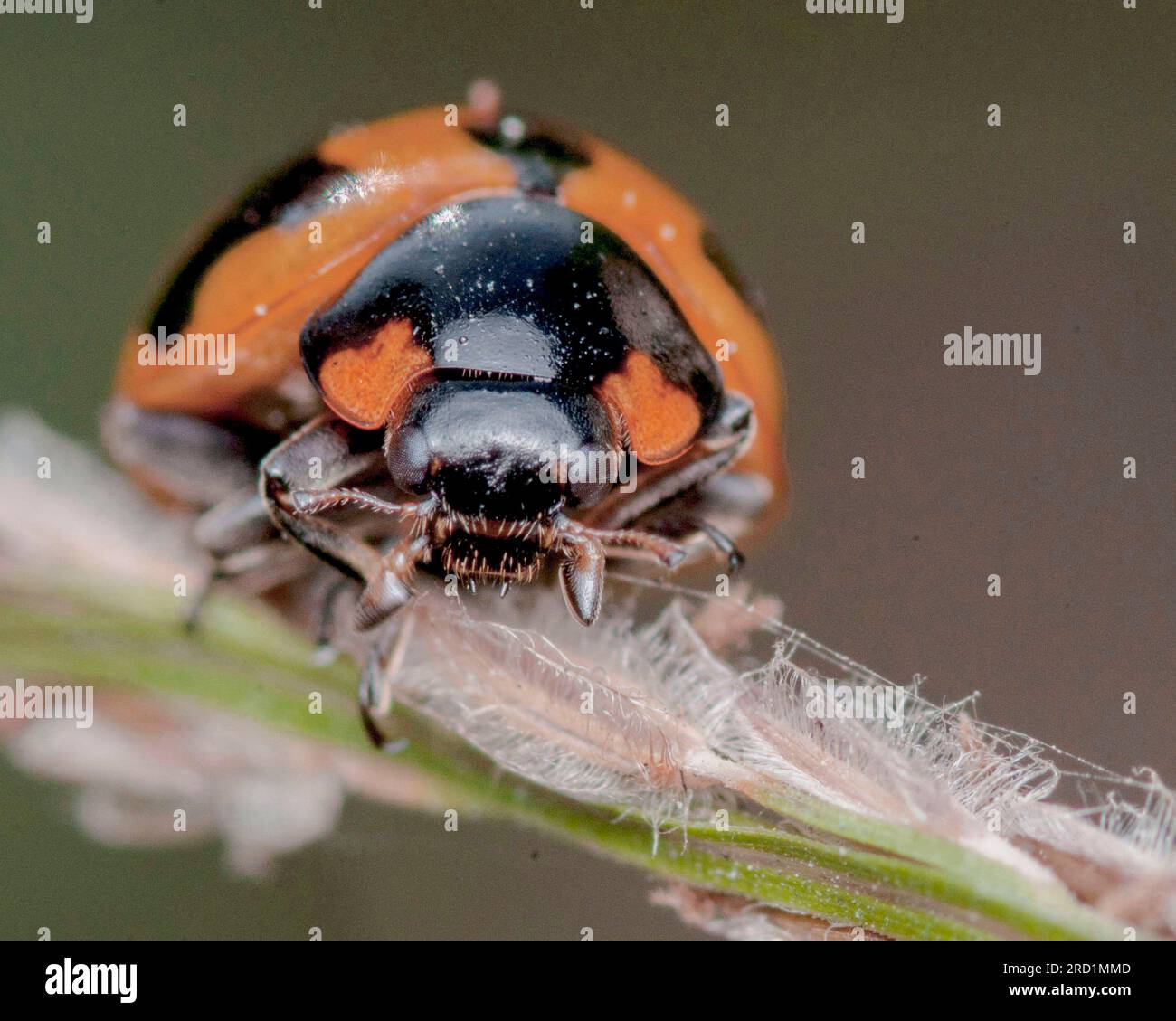 Beetle Ladybird (Transverse ladybird) Close up photo with high ...