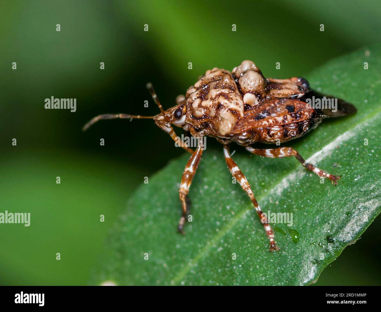 Beetle Ladybird (Transverse ladybird) Close up photo with high ...