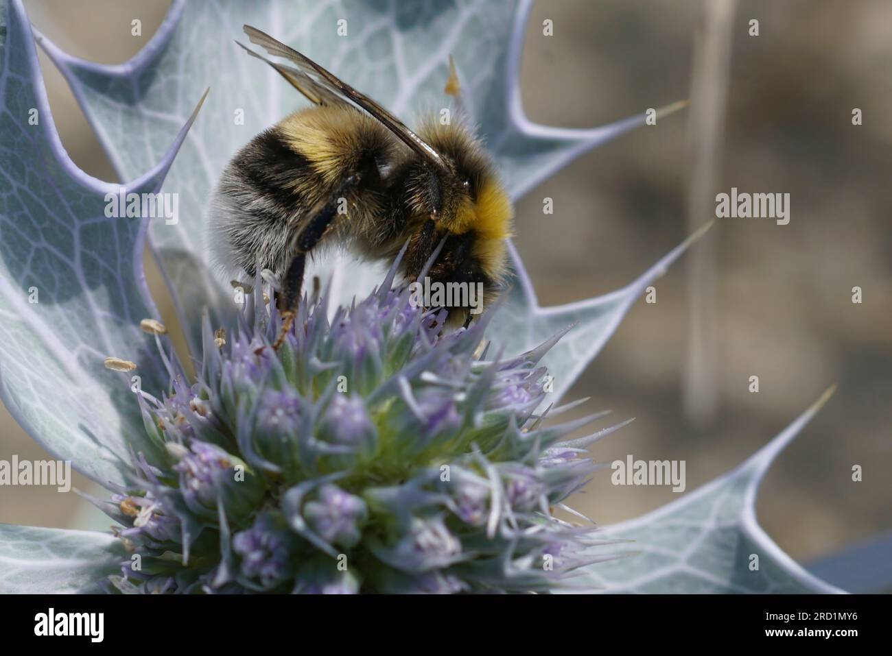 Closeup on a furry White tailed bumblebee, Bombus lucorum sitting on a ...
