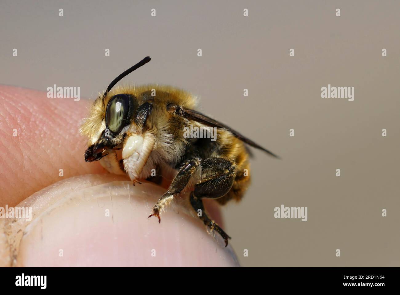 Closeup on a male o the rare Coastal leafcutter solitary bee, Megachile ...